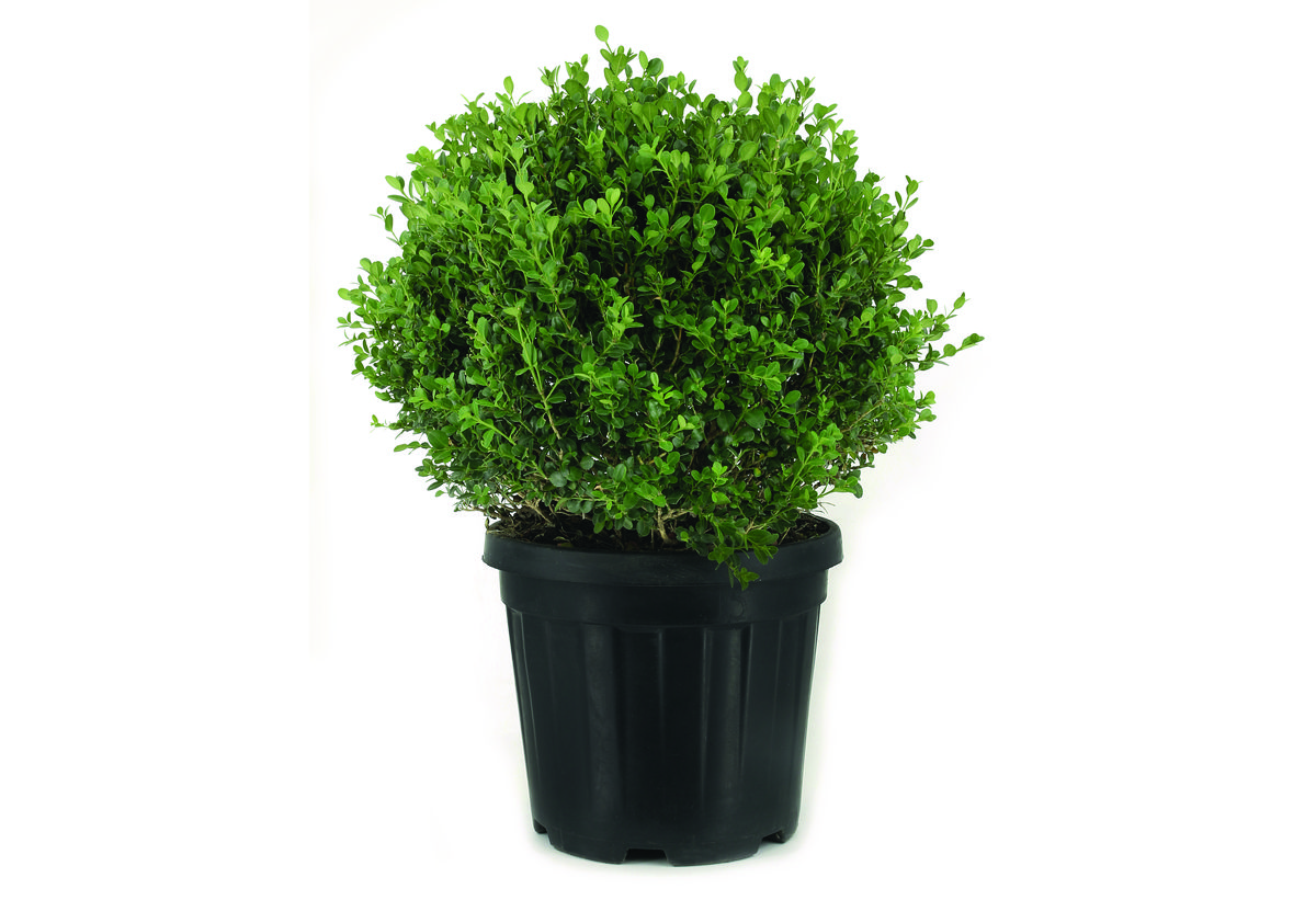 ΠΥΞΑΡΙ ΜΠΑΛΑ BUXUS MICROPHYLLA Φ.30-40CM ΣΕ ΓΛΑΣΤΡΑ | Praktiker