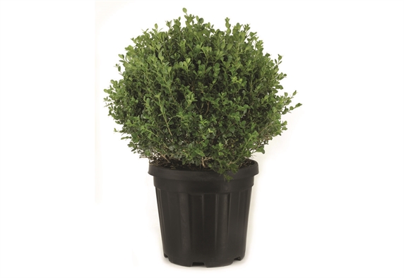 ΠΥΞΑΡΙ ΜΠΑΛΑ BUXUS MICROPHYLLA Φ.30-40CM ΣΕ ΓΛΑΣΤΡΑ | Praktiker